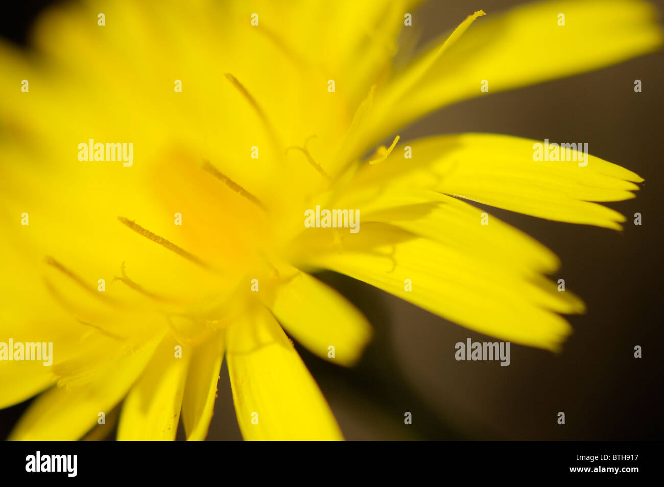 A macro photograph of a Hawkbit flower Stock Photo - Alamy