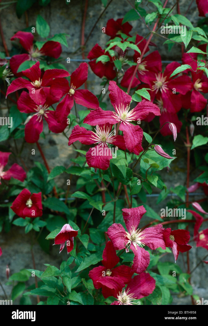 Close-up of a red mid-summer clematis Stock Photo - Alamy