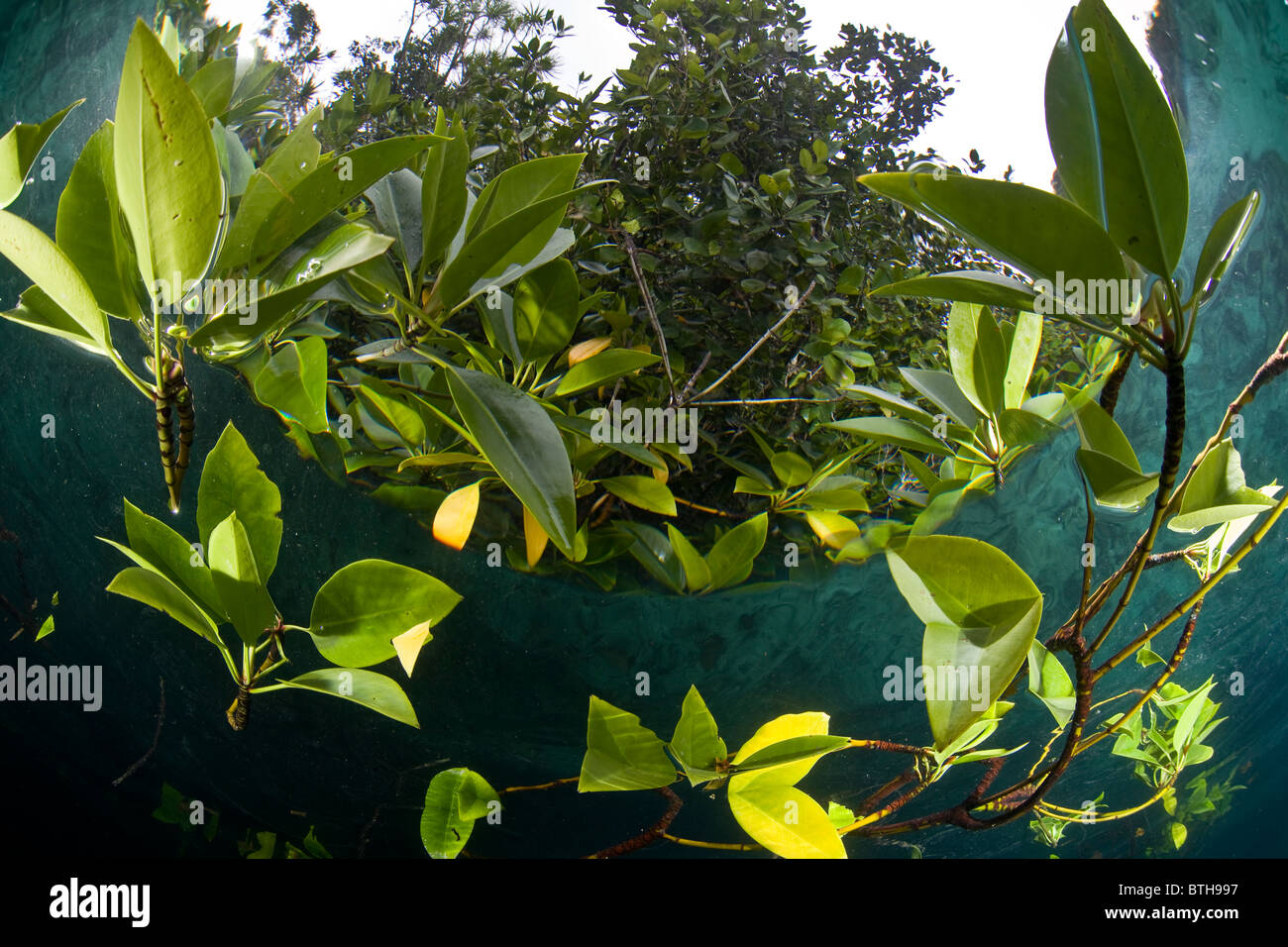 Rhizophora sp mangrove tree hi-res stock photography and images - Alamy