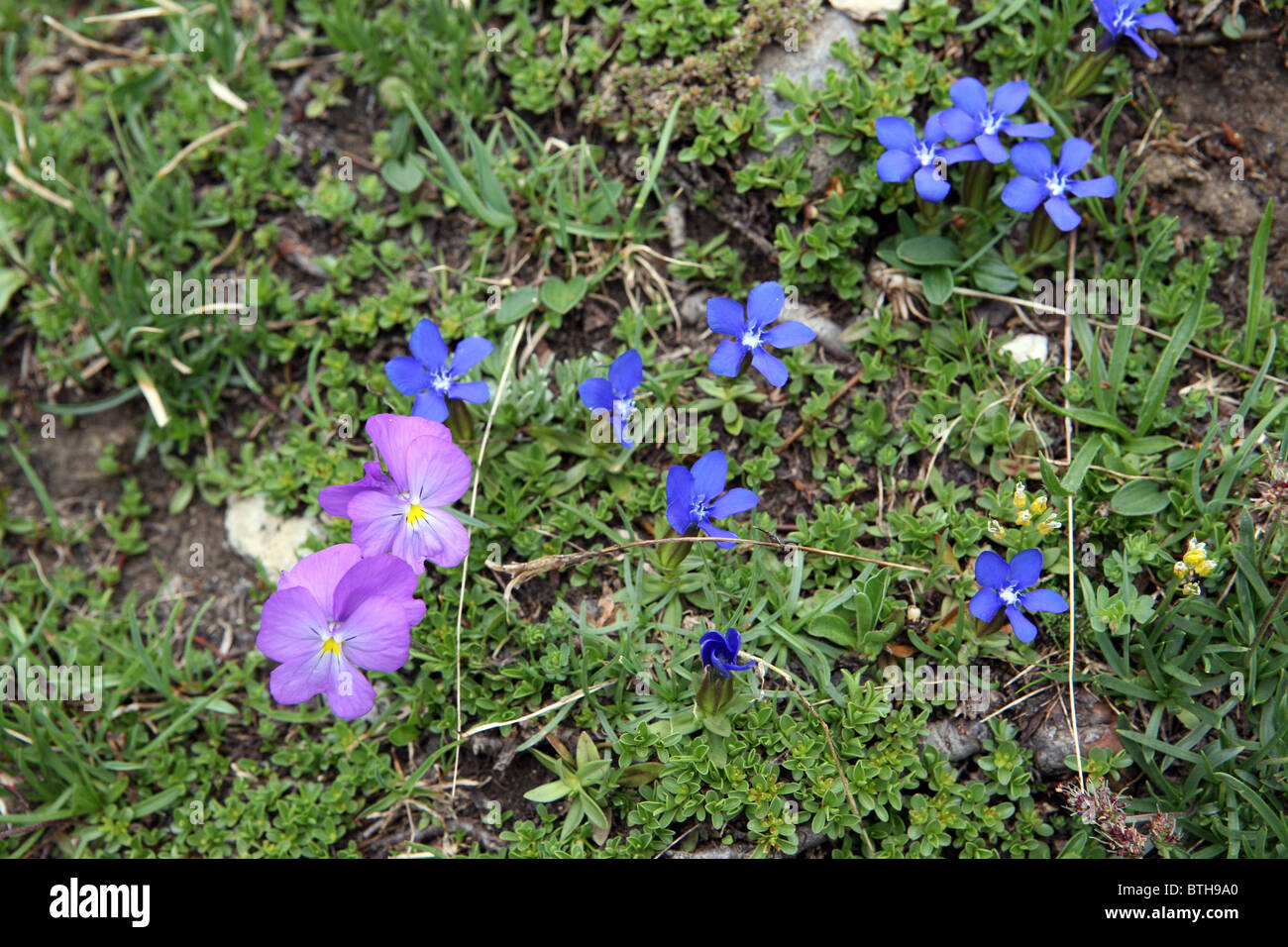 Wild flowers in the Alps in mid July Stock Photo - Alamy