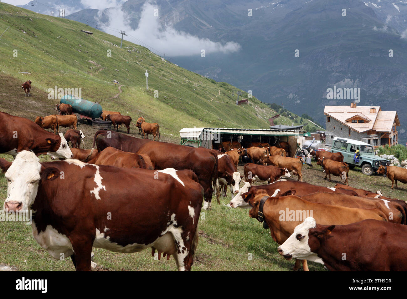 Alpine dairy herd in Tignes France in the Summer Stock Photo - Alamy