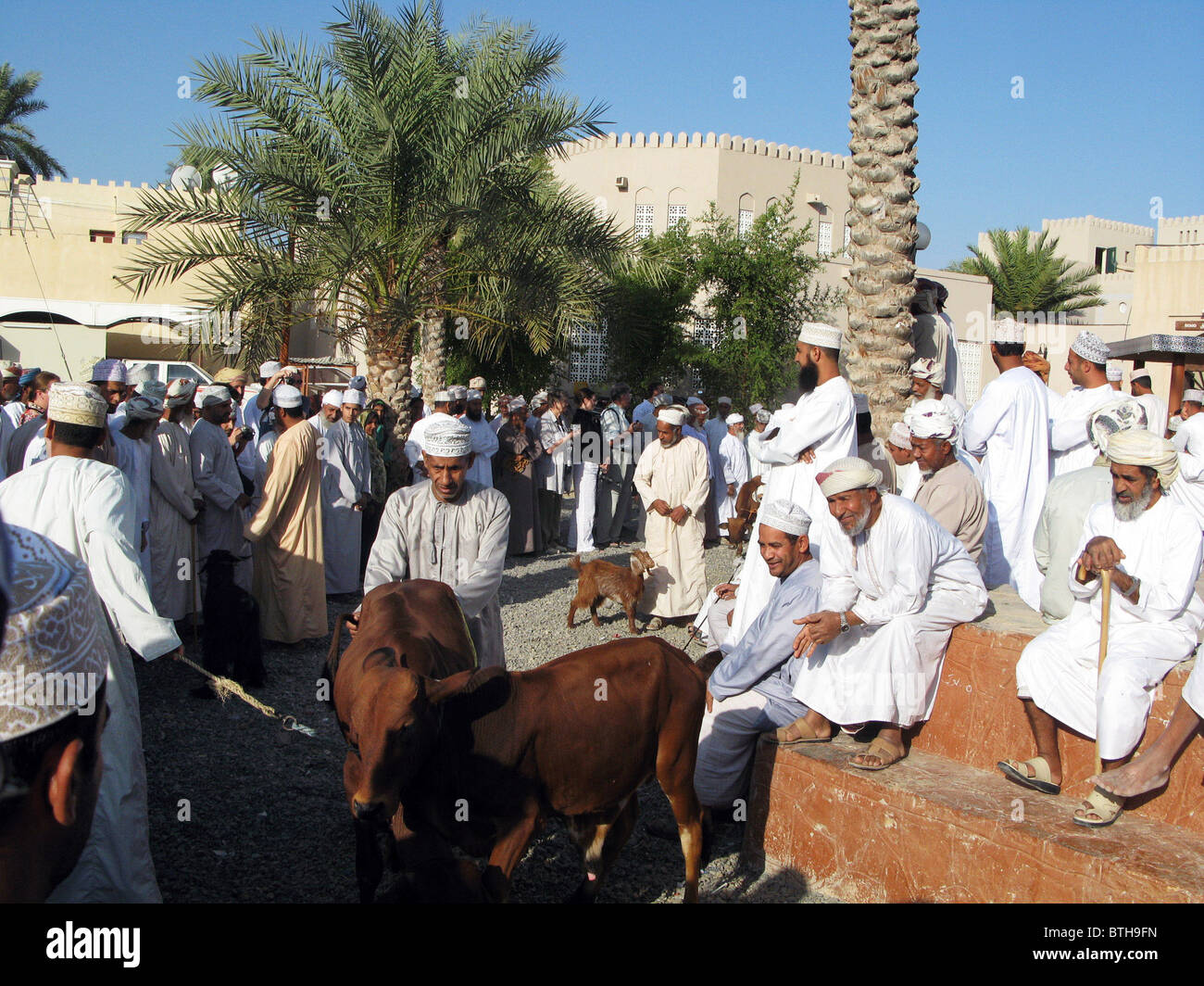 Livestock Cattle Market In Nizwa High Resolution Stock Photography and ...