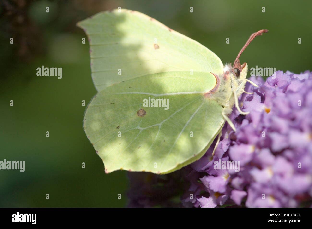 Butterfly shaped leaf hi-res stock photography and images - Alamy