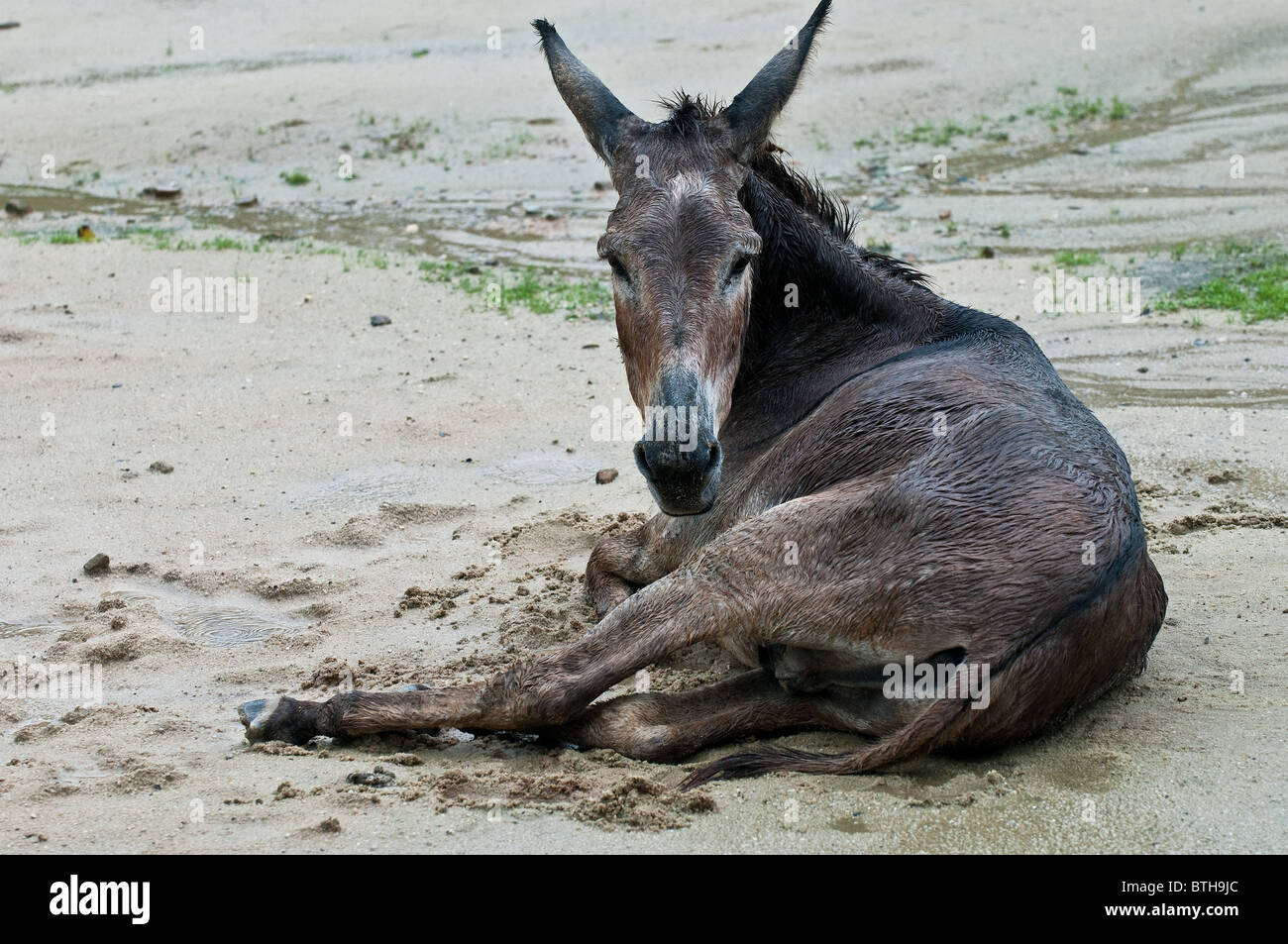 A donkey lying down on sand. Photo by Gordon Scammell Stock Photo - Alamy
