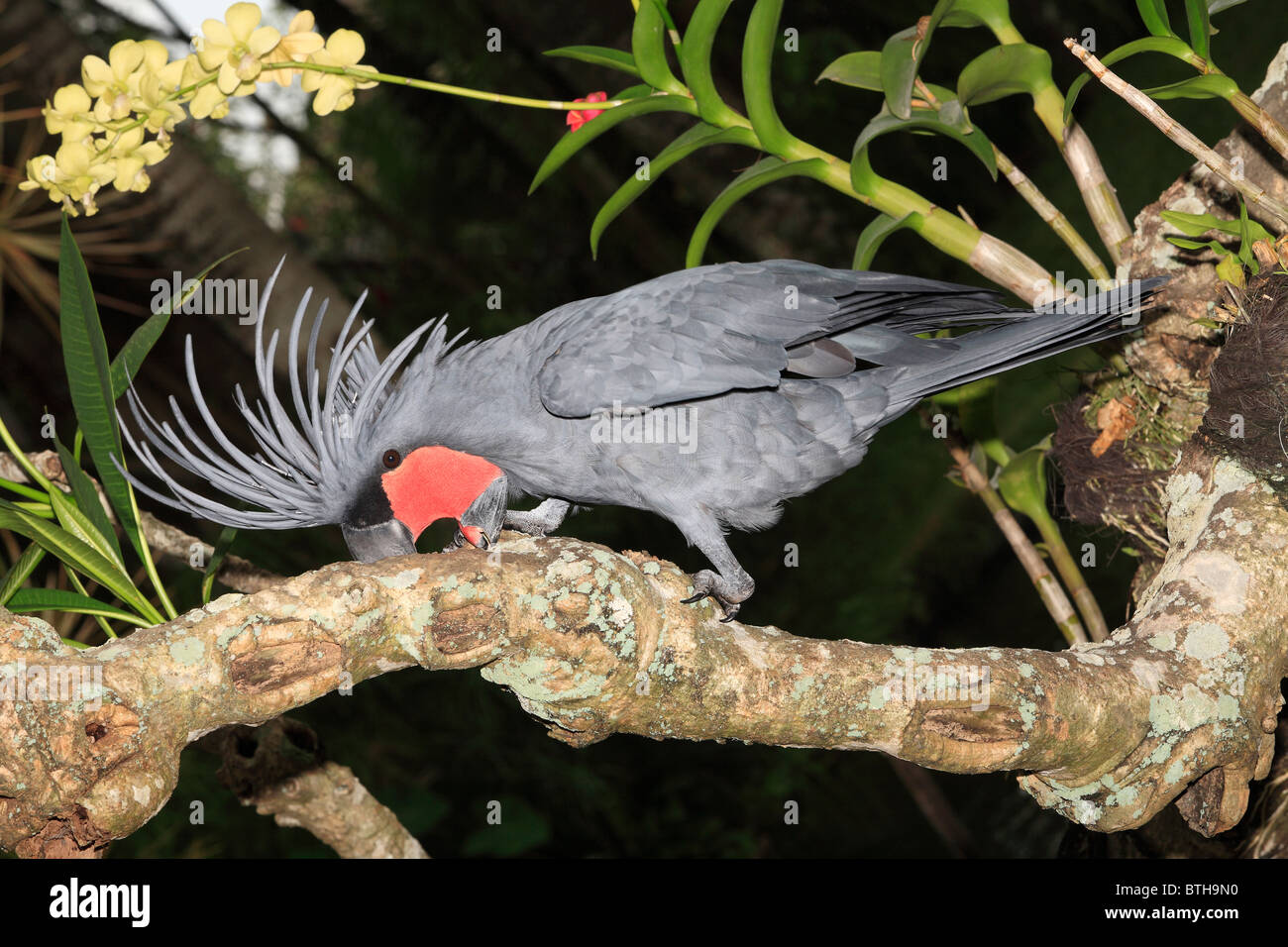 Palm Cockatoo, Probosciger aterrimus, also known as Goliath Cockatoo ...