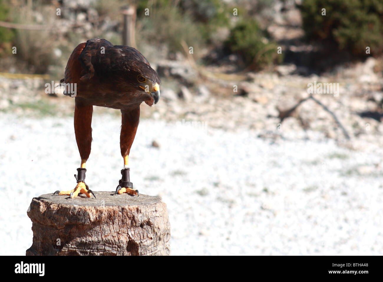 Hawk wings spread perched hi-res stock photography and images - Alamy
