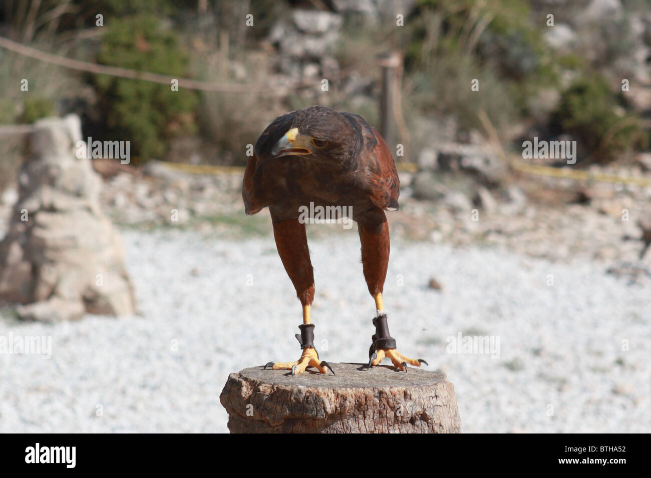 Hawk wings spread perched hi-res stock photography and images - Alamy