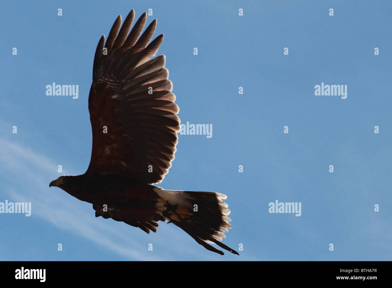 hawk in flight Stock Photo - Alamy