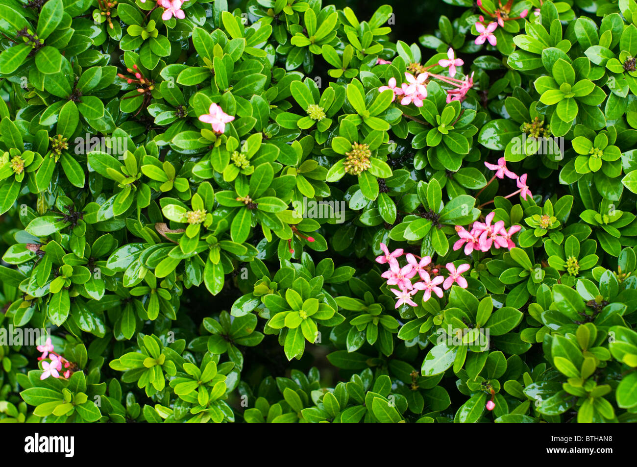 close up of bush plant after rains Stock Photo - Alamy