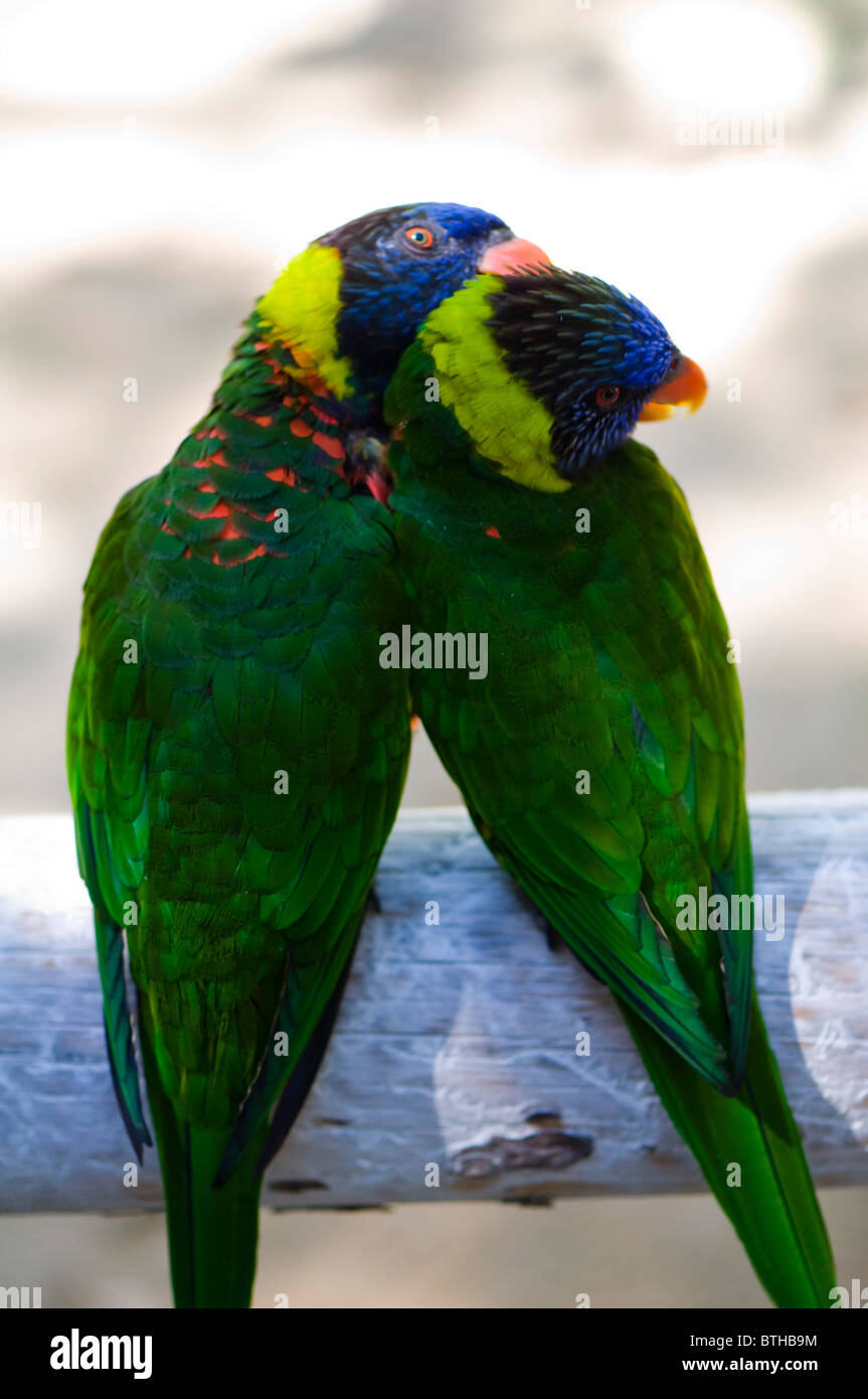 Parrots kissing hi-res stock photography and images - Alamy