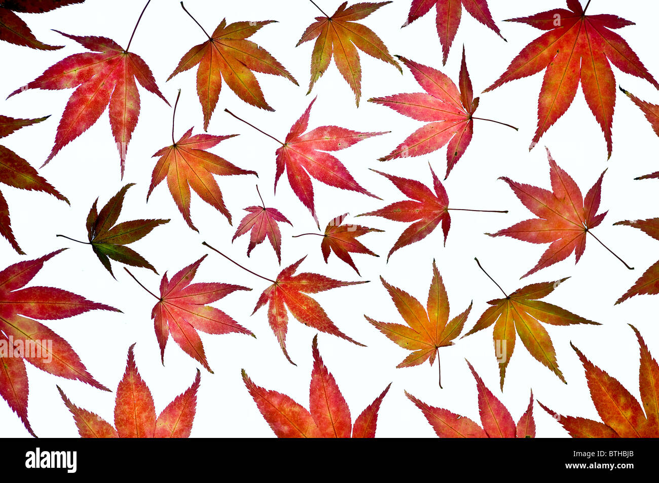 Autumn acer leaves arranged on a white background Stock Photo - Alamy