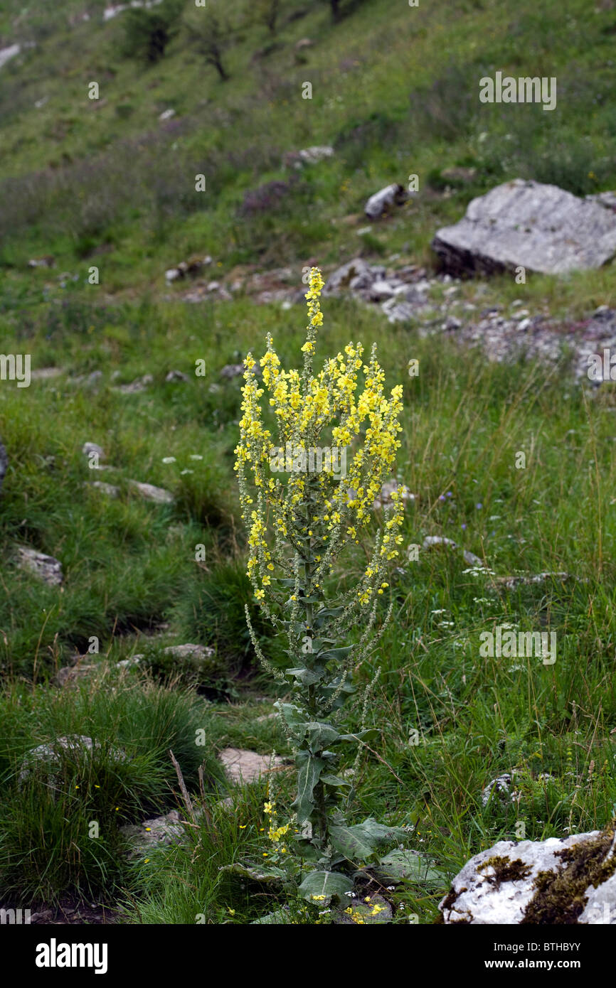 Great Mullein Lathkill Dale Derbyshire England Stock Photo - Alamy