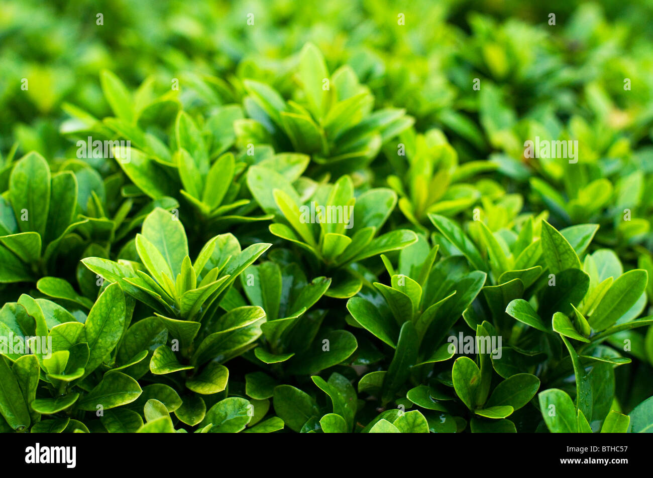 close up of bush plant after rains Stock Photo - Alamy