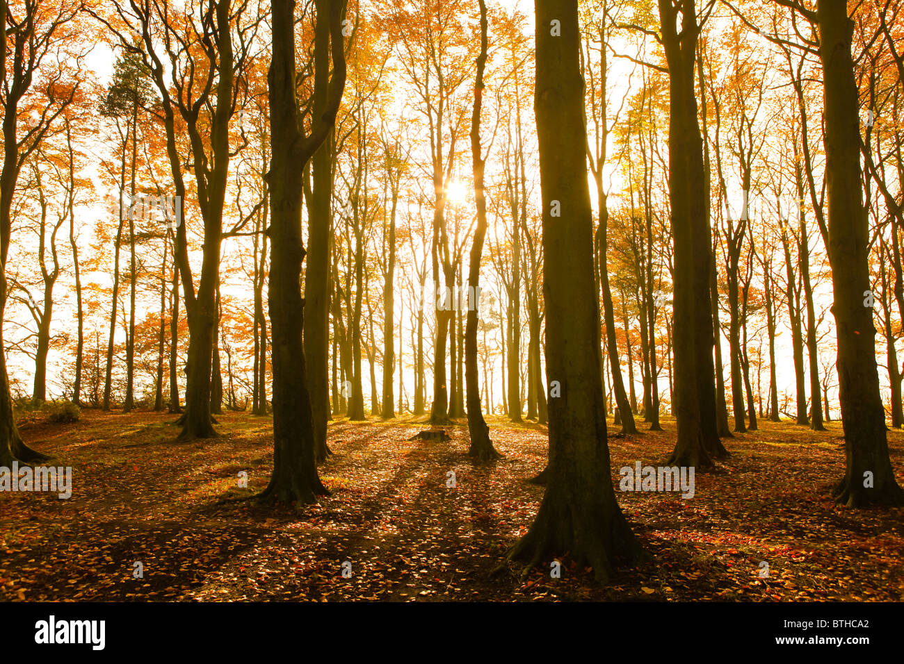 Sunlight coming through the trees hi-res stock photography and images ...