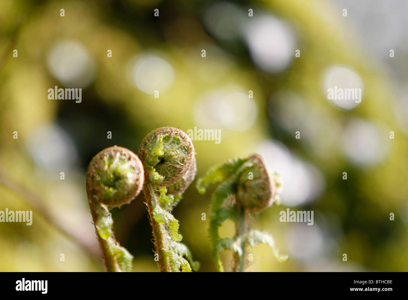 An unopened fern frond Stock Photo - Alamy