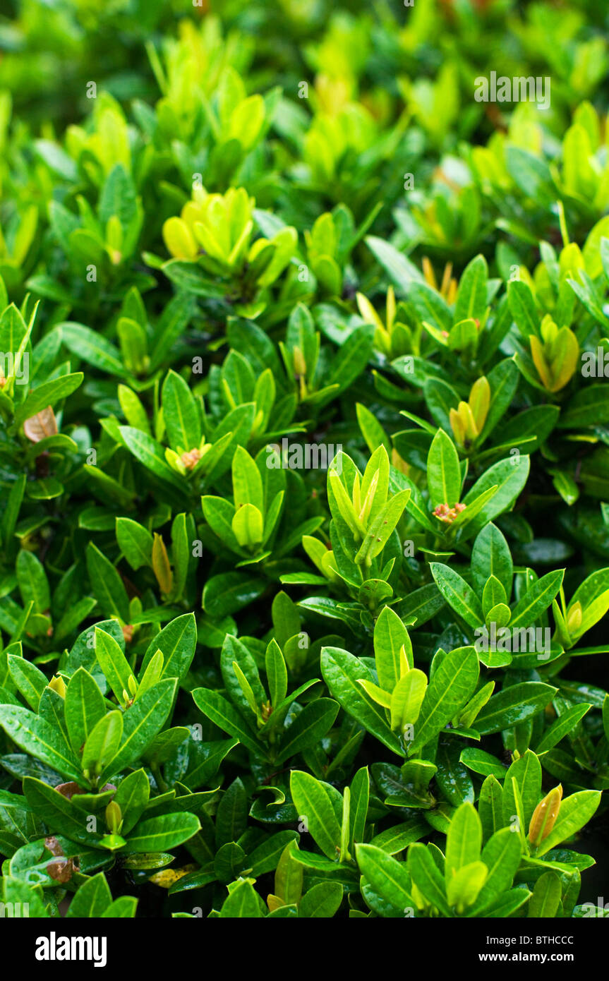 close up of bush plant after rains Stock Photo - Alamy