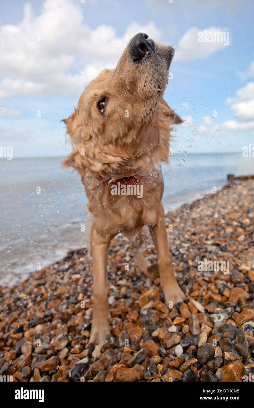 Golden retriever stretching hi-res stock photography and images - Alamy