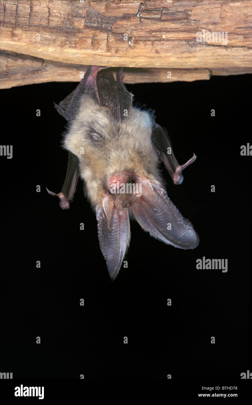Brown long-eared bat (Plecotus auritus) hanging Stock Photo - Alamy