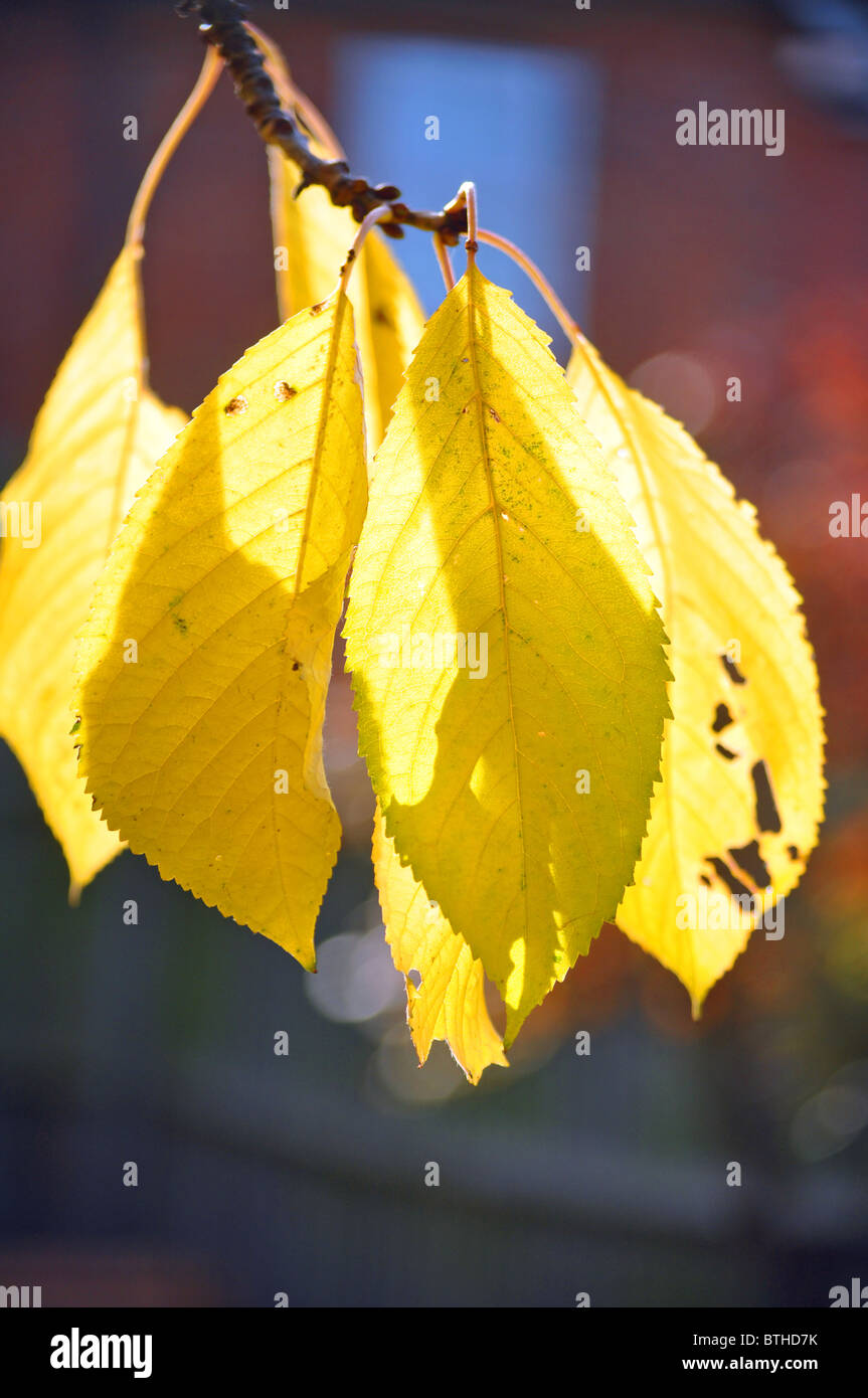Ascot, Berkshire, England: leaves on a prunus tree i9nh the fall Stock ...