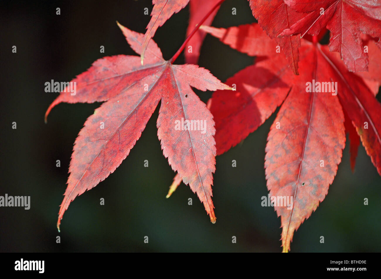 Red ascot hi-res stock photography and images - Alamy