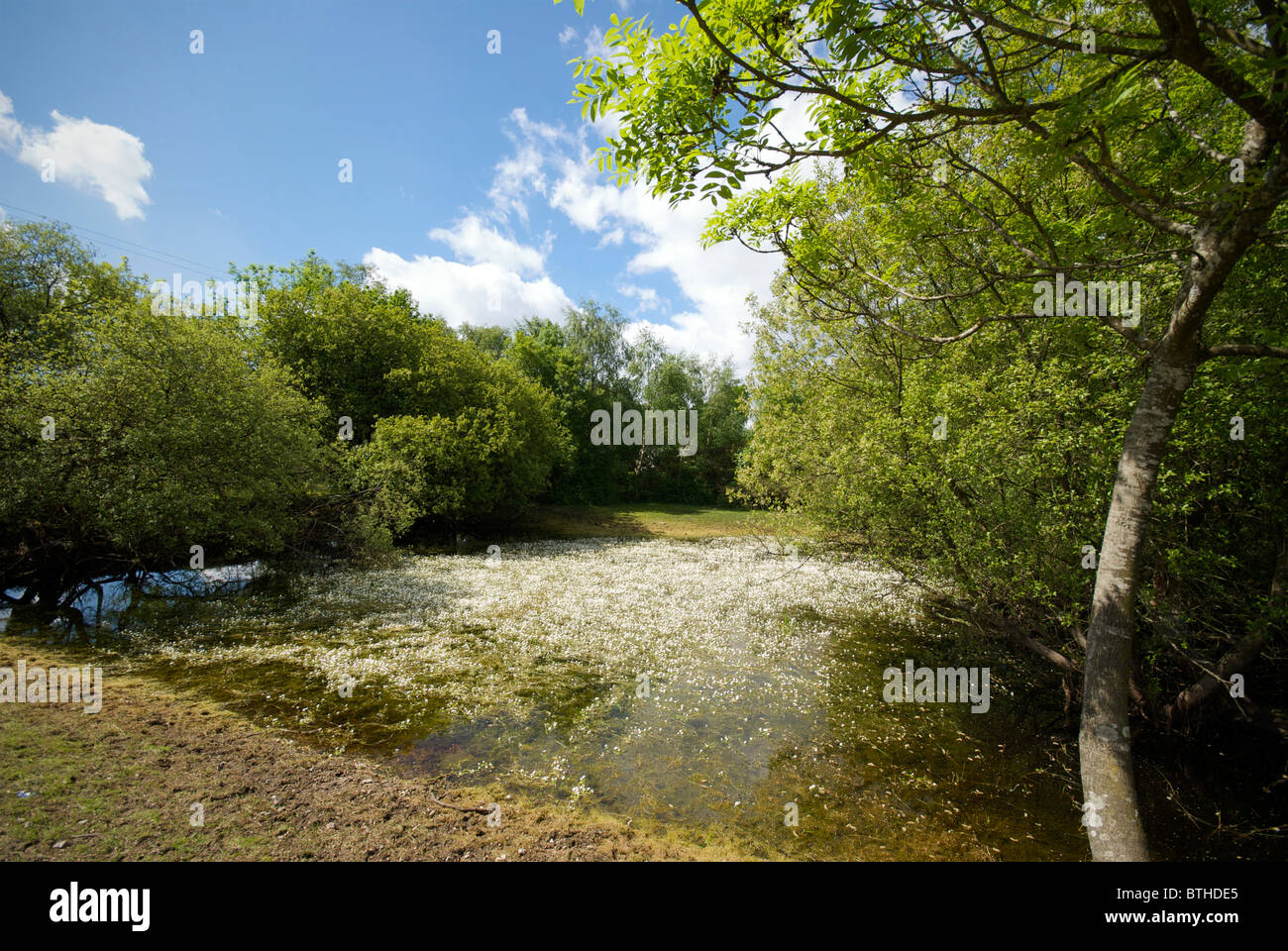 New Forest Hampshire UK Pond White Flower Stock Photo - Alamy