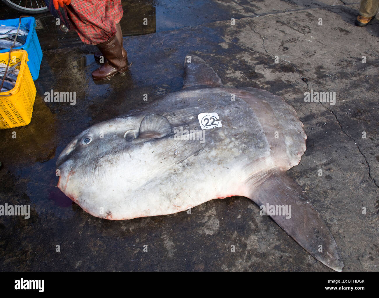 Ocean Fish at Jagalchi Seafood or Fish Market Busan South Korea Stock ...