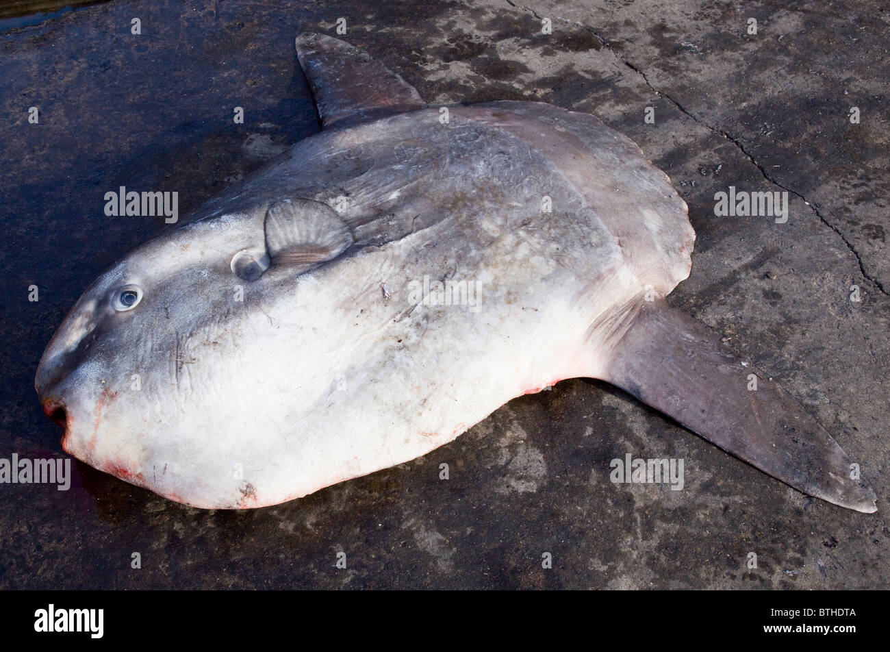 Ocean Fish at Jagalchi Seafood or Fish Market Busan South Korea Stock ...