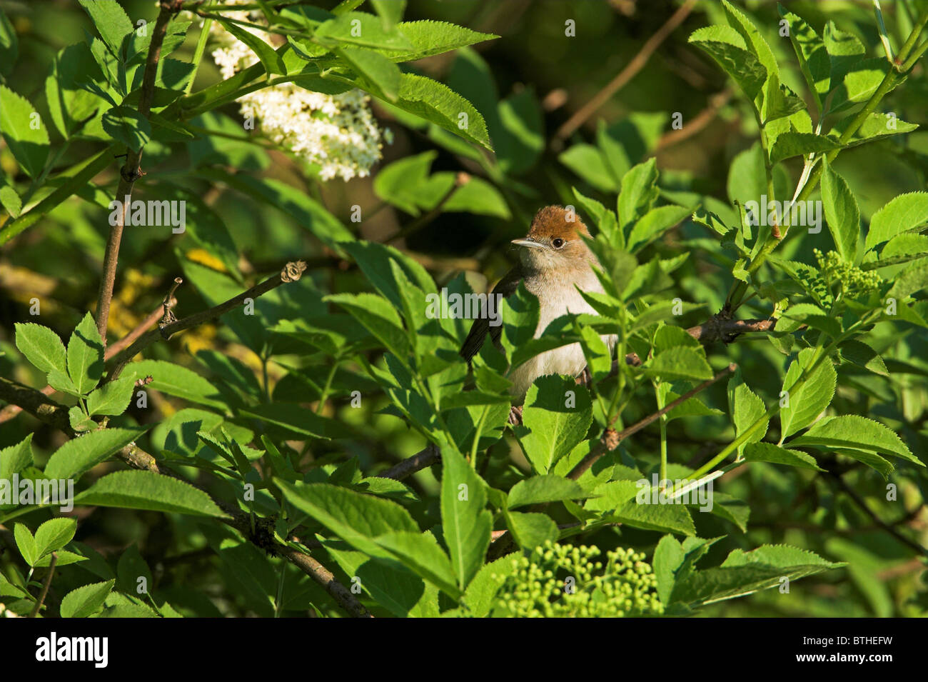 Blackcap Sylvia atricapilla Stock Photo - Alamy