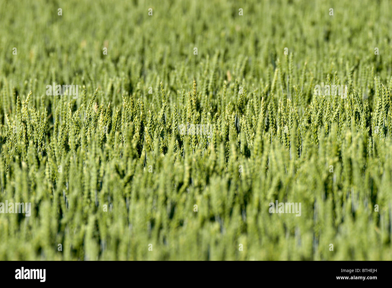 Wheat culms hi-res stock photography and images - Alamy