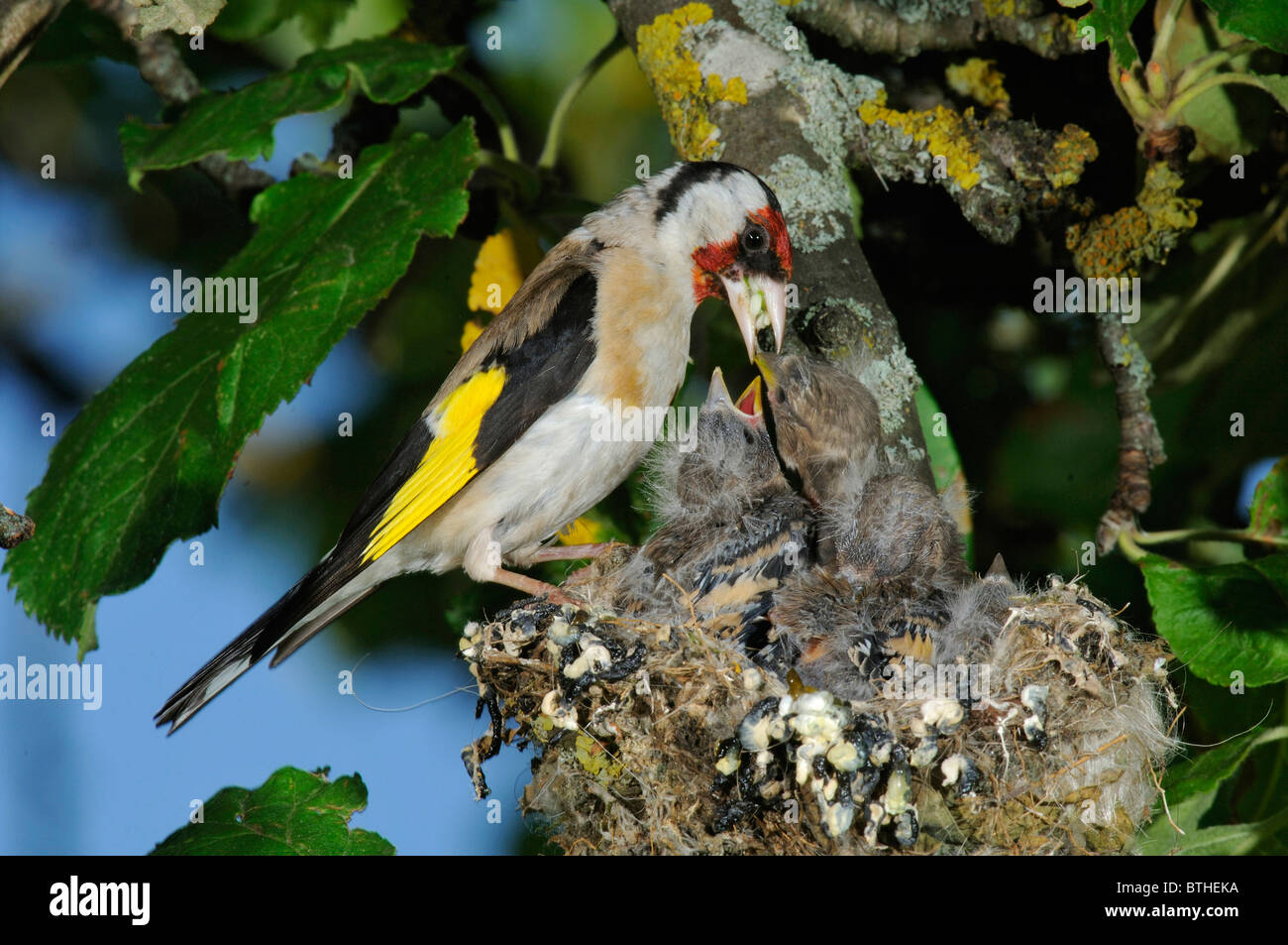 Baby goldfinch hi-res stock photography and images - Alamy