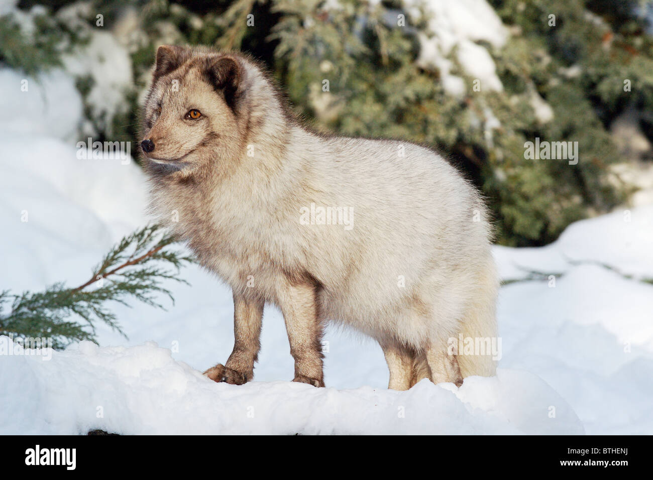 Arctic fox (Alopex lagopus, Vulpes lagopus Stock Photo - Alamy
