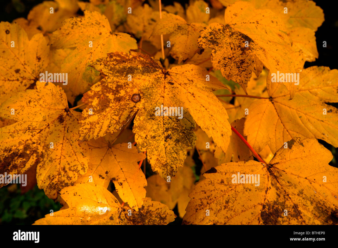 Tree leaf structure hi-res stock photography and images - Alamy