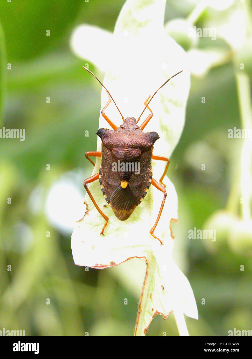 Europe shield hi-res stock photography and images - Alamy