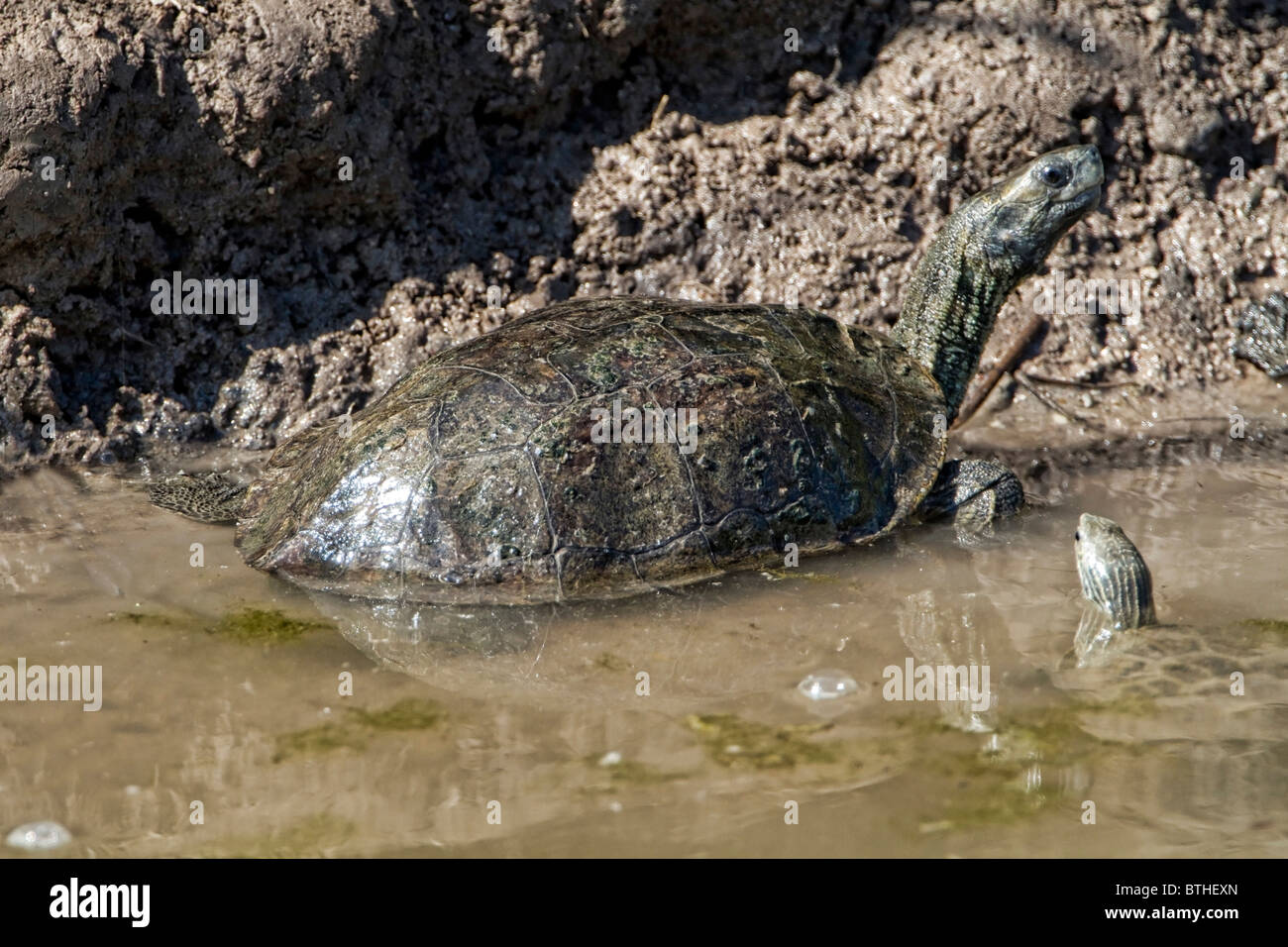 Stripe-necked Terrapin (Mauremys rivulata Stock Photo - Alamy