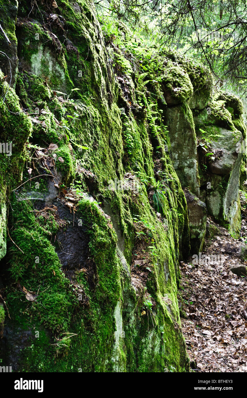 moss on stone Stock Photo - Alamy