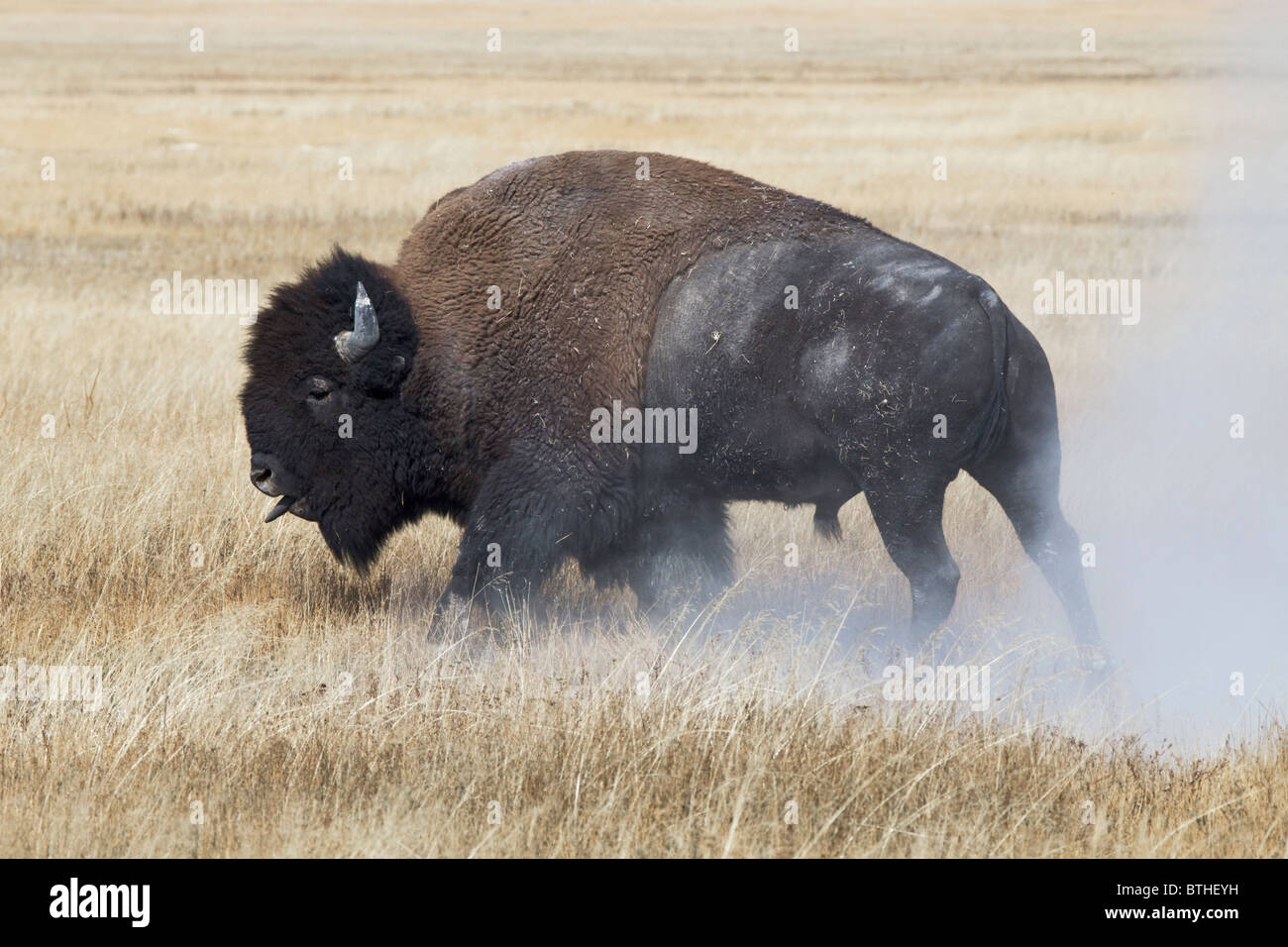 American Bison - rutting bull roaring and dusting Stock Photo - Alamy