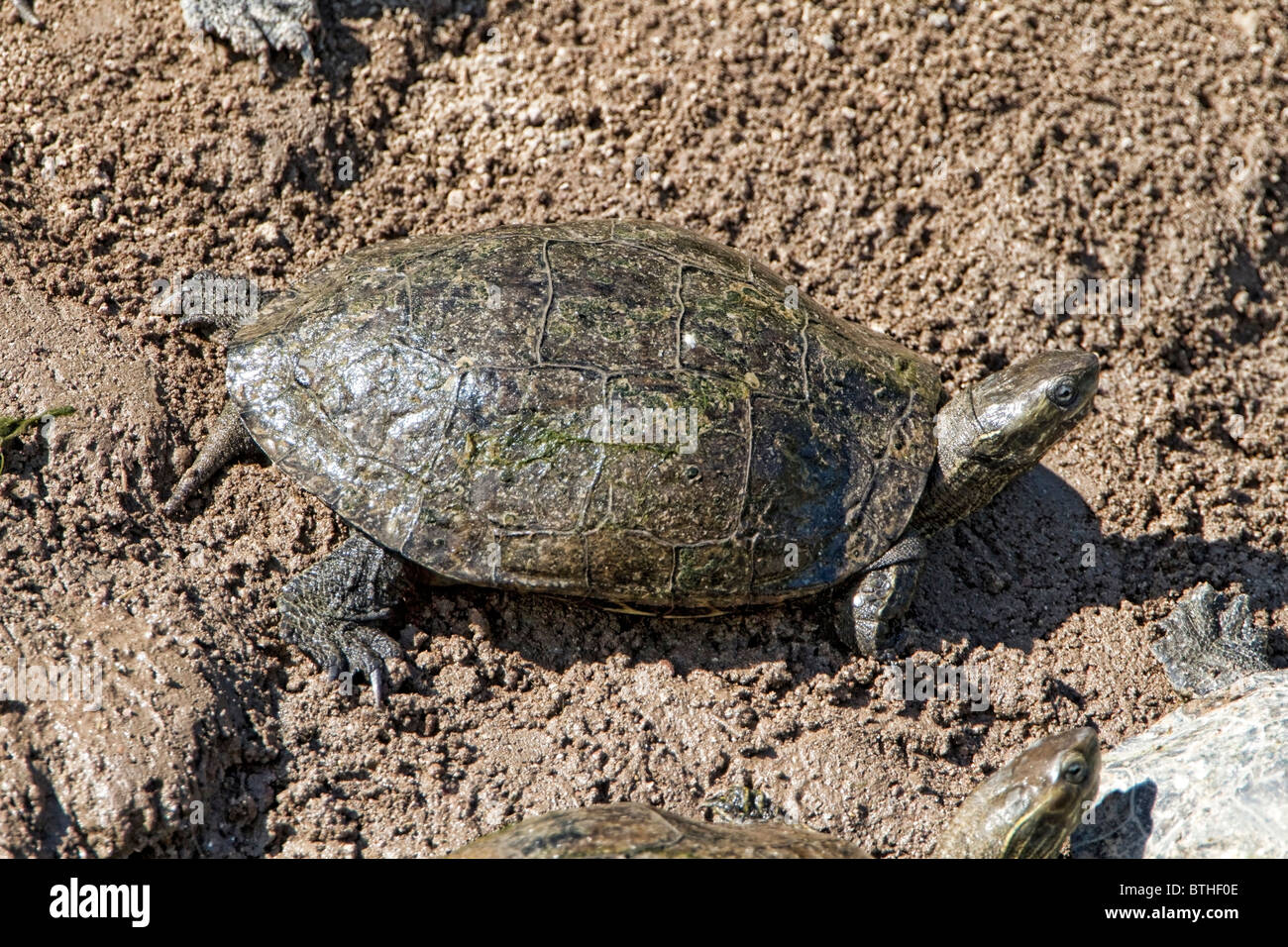 Stripe-necked Terrapin (Mauremys rivulata Stock Photo - Alamy