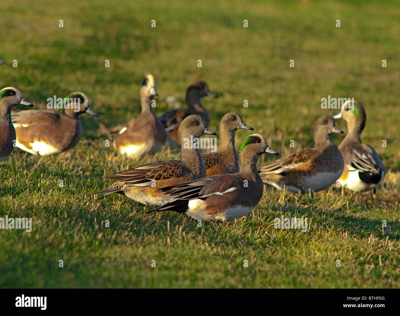 American widgeon ducks hi-res stock photography and images - Alamy