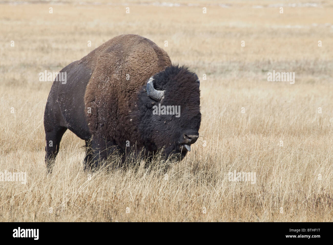 American Bison - rutting bull roaring Stock Photo - Alamy
