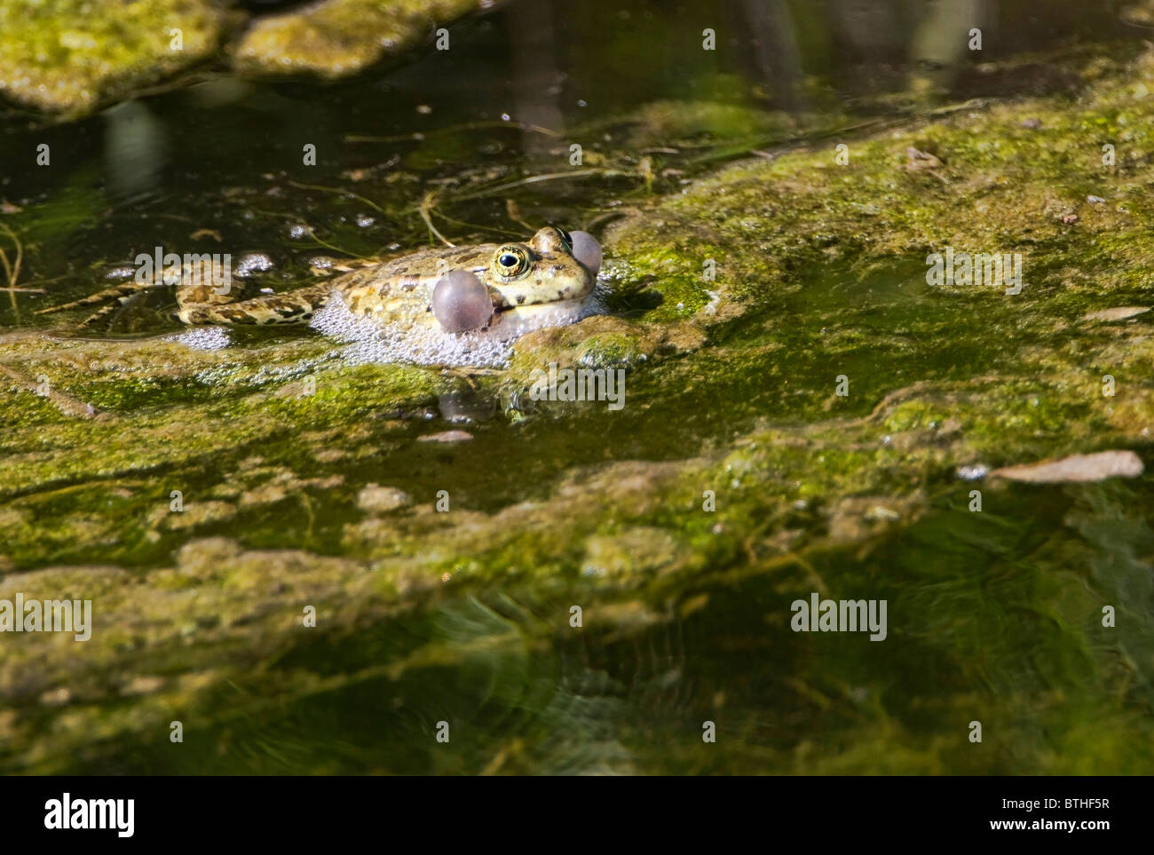 Marsh Frog (Pelophylax ridibundus) in pond inflating neck pouches Stock ...
