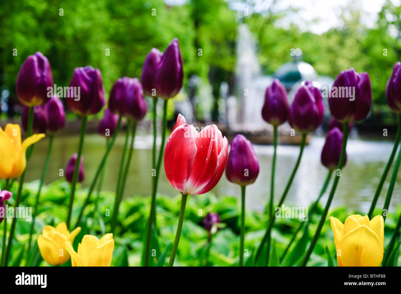 tulips at fountain Stock Photo - Alamy
