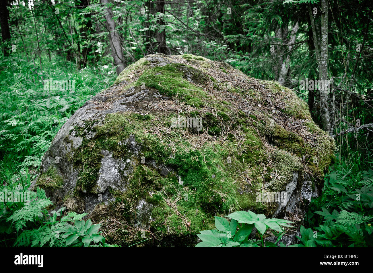 moss on stone Stock Photo - Alamy