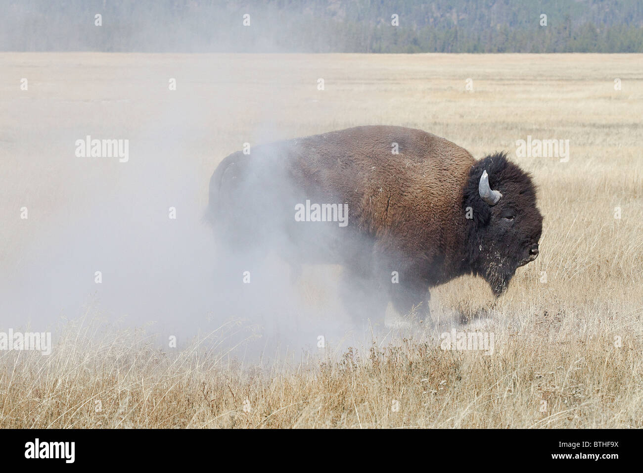 Bull dust hi-res stock photography and images - Alamy