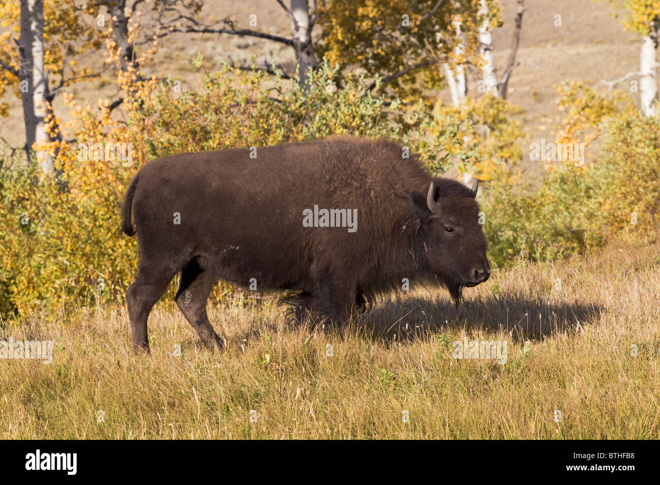 American bison grazing fall yellowstone national park hi-res stock ...