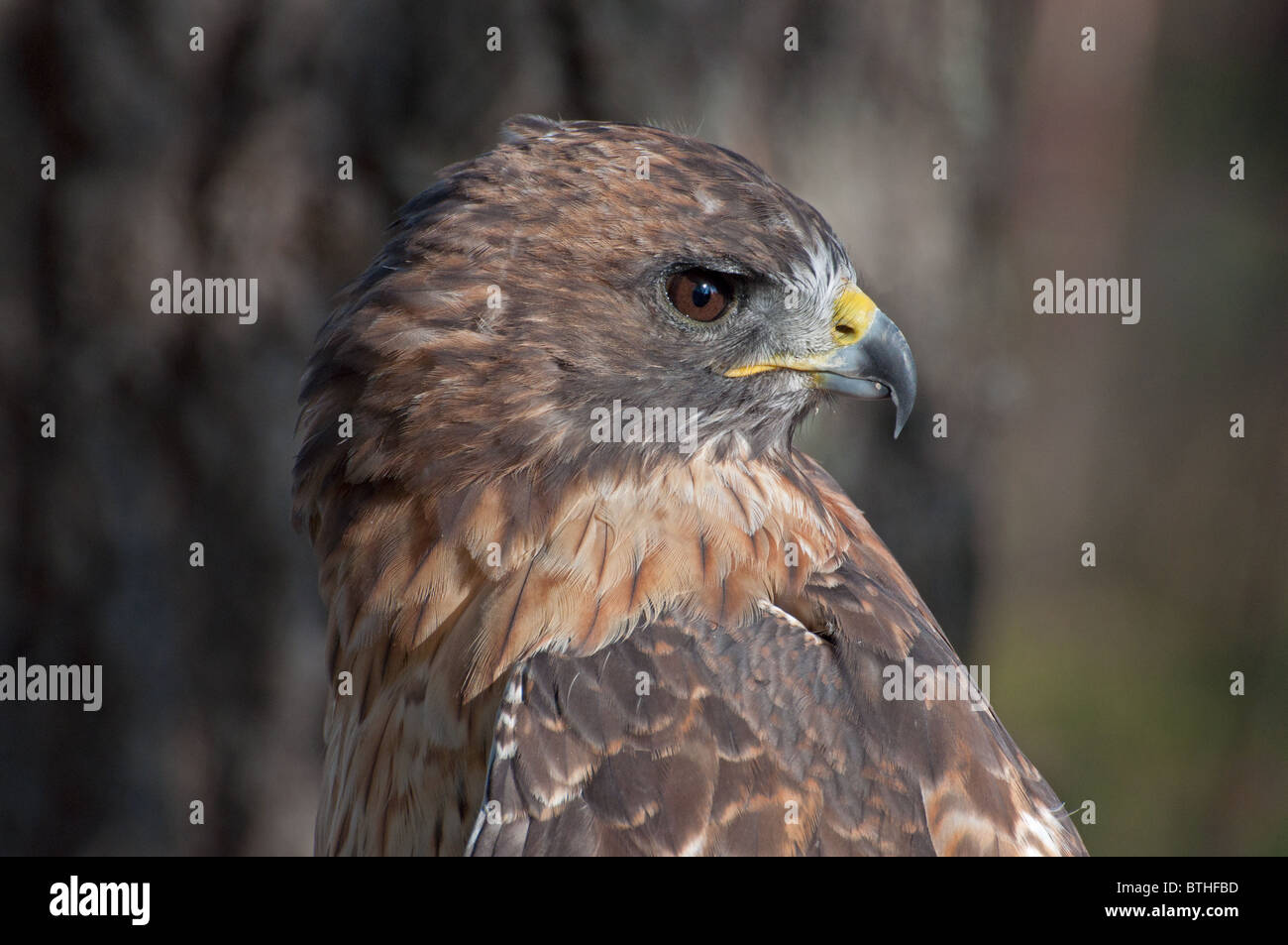 Close-up of a Red-Tailed Hawk Stock Photo - Alamy