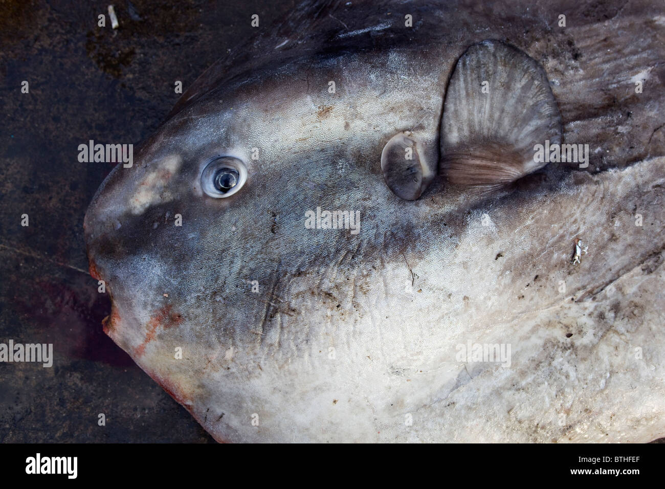 Mola mola sunfish market hi-res stock photography and images - Alamy