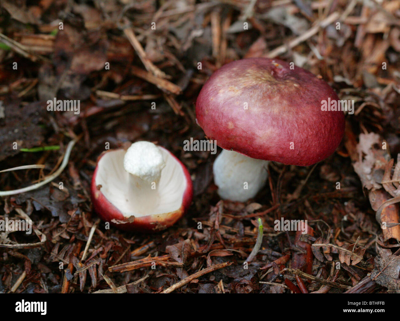 Blackish Purple Russula or Purple Brittlegill, Russula atropurpurea ...