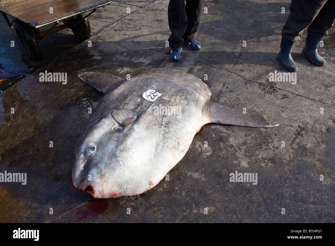 Ocean Fish Jagalchi Seafood or Fish Market Busan South Korea Stock ...