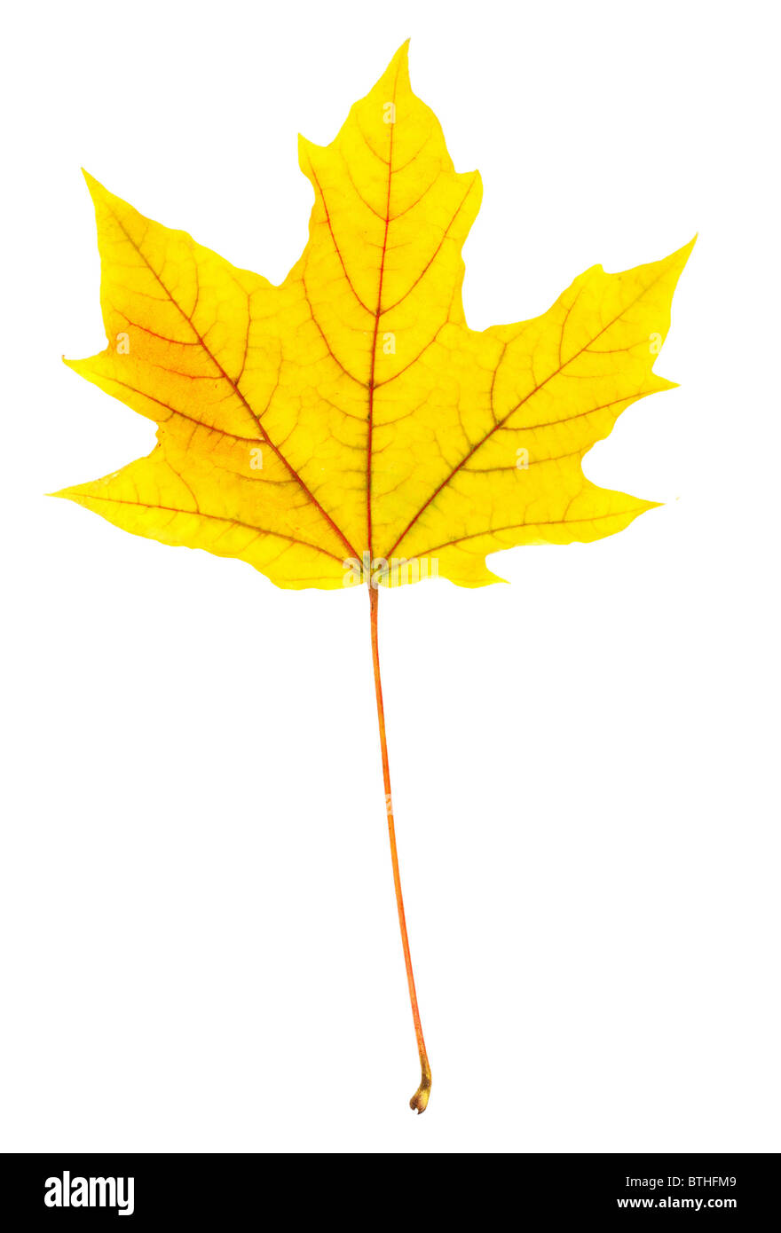 Yellow maple leaf isolated on white background Stock Photo - Alamy