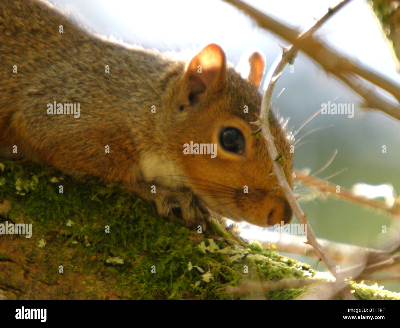 Grey squirrel, Sciurus carolinensis, UK Stock Photo - Alamy